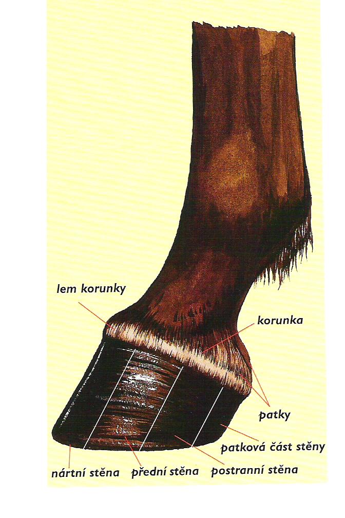 Amico - Fotoalbum - Popis kopyta koně - Popis kopyta koně